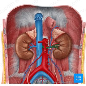 Kidneys: Anatomy, function and internal structure | Kenhub