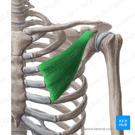 Pectoralis minor muscle: Origin, insertion and action | Kenhub