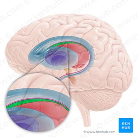 List of human organs | Kenhub