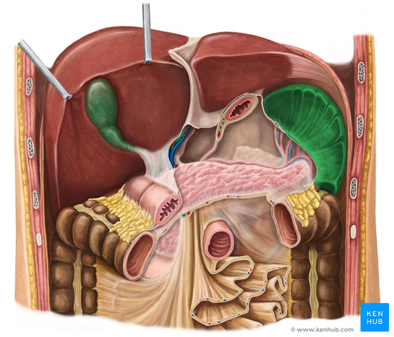 Organe Der Menschlichen Anatomie Milz