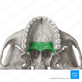 Palatine bone: Plates, borders, processes, articulations | Kenhub