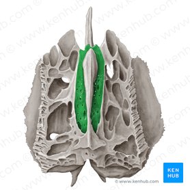 Ethmoid bone: Anatomy, borders and development | Kenhub