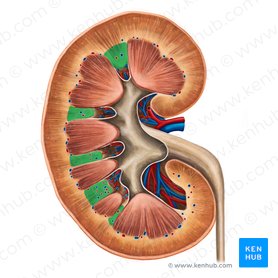 Riñones: Anatomía, función y estructura interna | Kenhub