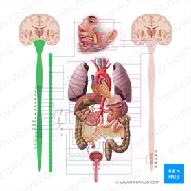 Sistema nervioso simpático: Definición, anatomía, función | Kenhub
