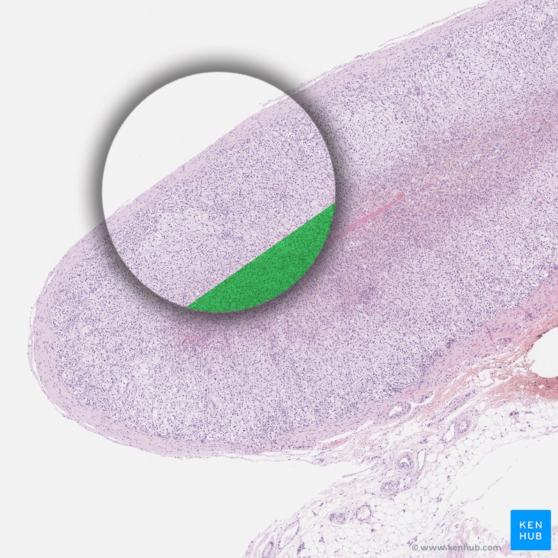 Zona reticular: Histología y función | Kenhub