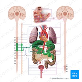 Sympathetic nervous system: Definition, anatomy, function | Kenhub