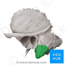 Temporal bone: Anatomy, parts, sutures and foramina | Kenhub