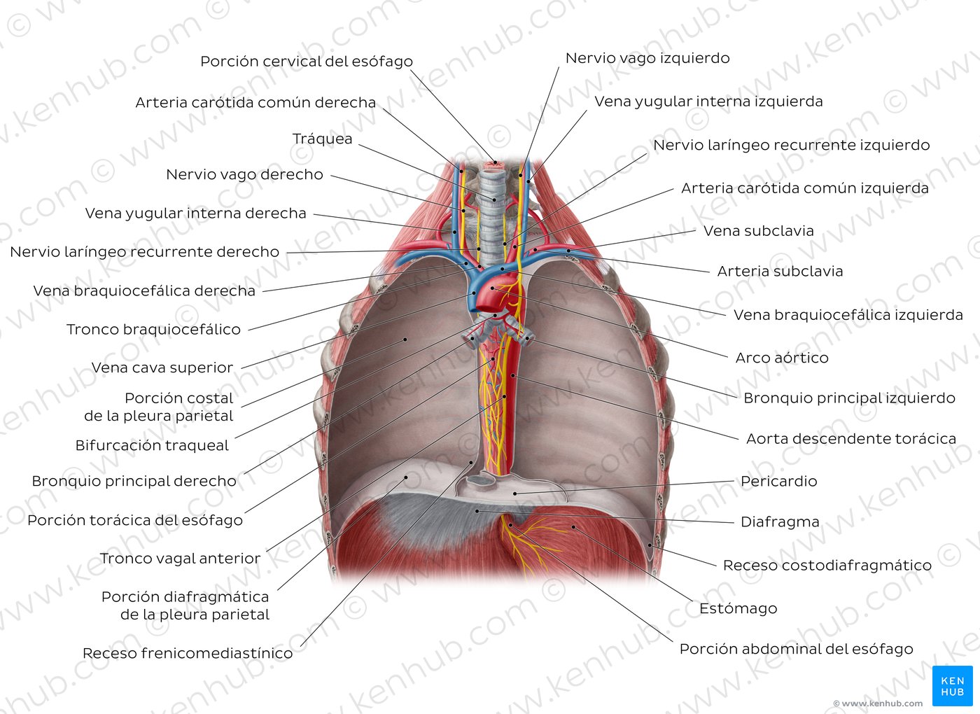 Esófago: Anatomía, esfínteres, arterias, venas, nervios | Kenhub