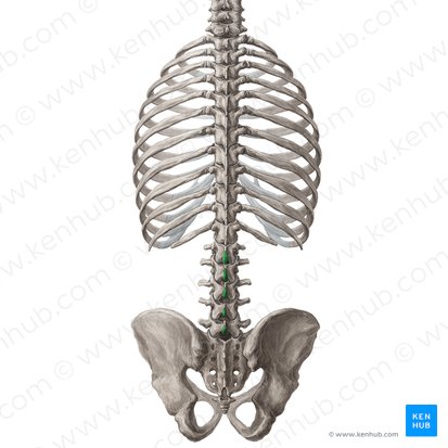Lendenwirbelsäule (LWS): Anatomie, Aufbau und Gelenke | Kenhub