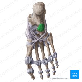Transverse tarsal joint: Bones, ligaments, movements | Kenhub
