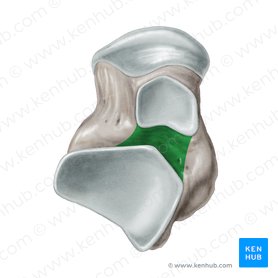 Talus - Anatomie, Sprunggelenke & Klinik | Kenhub