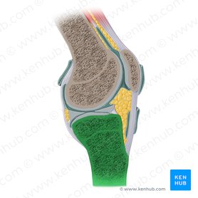 Tibia: Anatomy and clinical notes | Kenhub