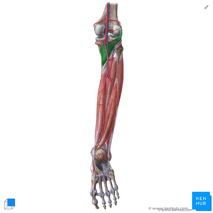 Anatomie des muscles postérieurs profonds de la jambe | Kenhub