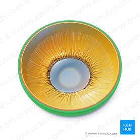 Sclera: anatomy and function | Kenhub