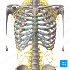 Musculus transversus thoracis - Anatomie und Funktion | Kenhub