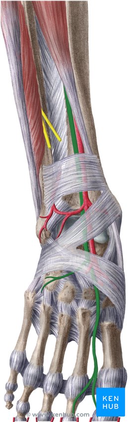 Deep fibular (peroneal) nerve: Origin, course, function | Kenhub