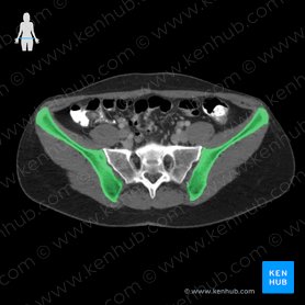 Ilium: anatomy and function | Kenhub
