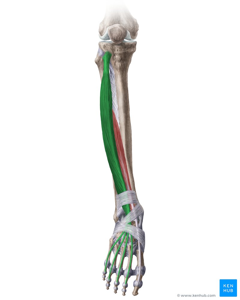 Extensor digitorum longus: Origin, insertion and action | Kenhub
