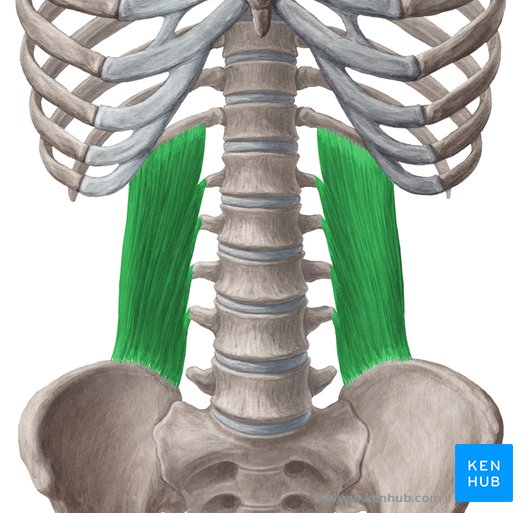 Musculus quadratus lumborum: Anatomie und Funktion | Kenhub