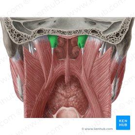 Musculus tensor veli palatini - Anatomie & Funktion | Kenhub