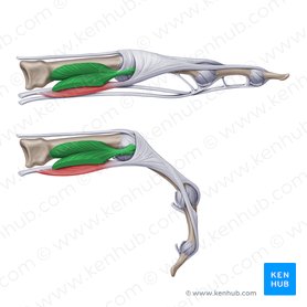 Dorsal interossei of hand: Anatomy and function | Kenhub