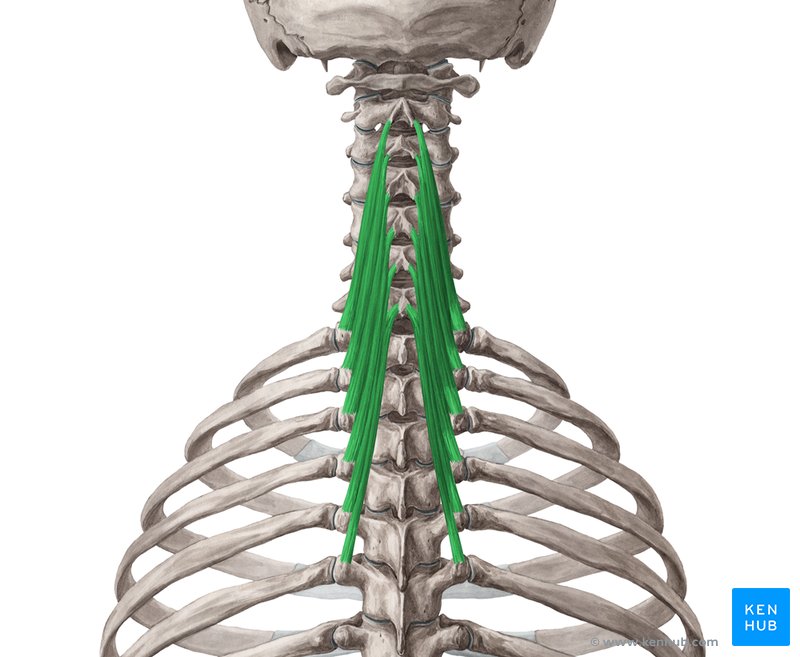 Músculo semi-espinhal do pescoço: Anatomia e Função | Kenhub