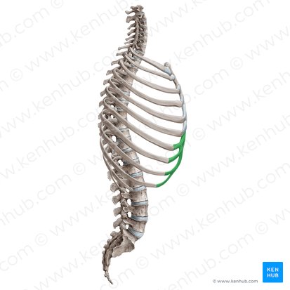 Interchondral joints: Anatomy, function | Kenhub