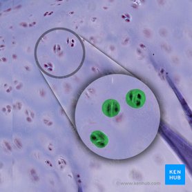 Definition and types of connective tissue | Kenhub