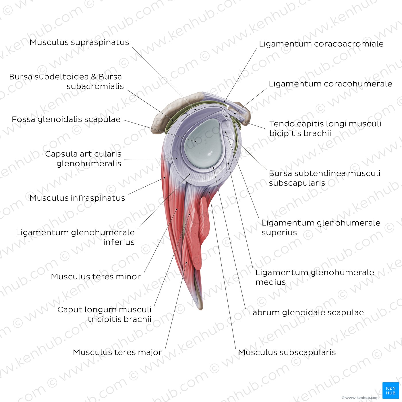 Rotatorenmanschette Anatomie Aufbau Und Ruptur Kenhub | My XXX Hot Girl