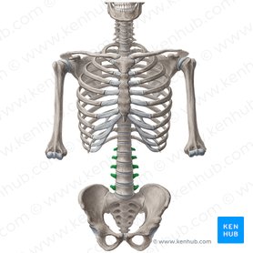 Articulatio lumbosacralis - Anatomie und Klinik | Kenhub