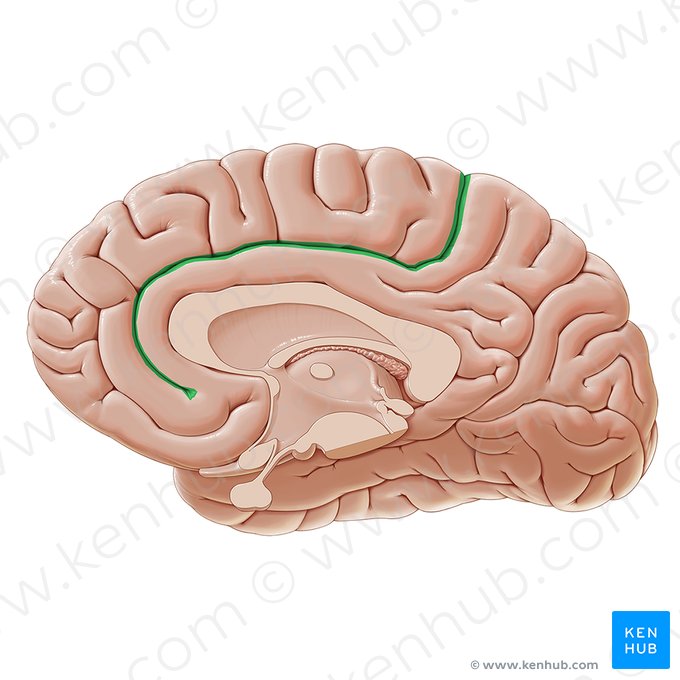 Midsagittal section of the brain: Anatomy | Kenhub