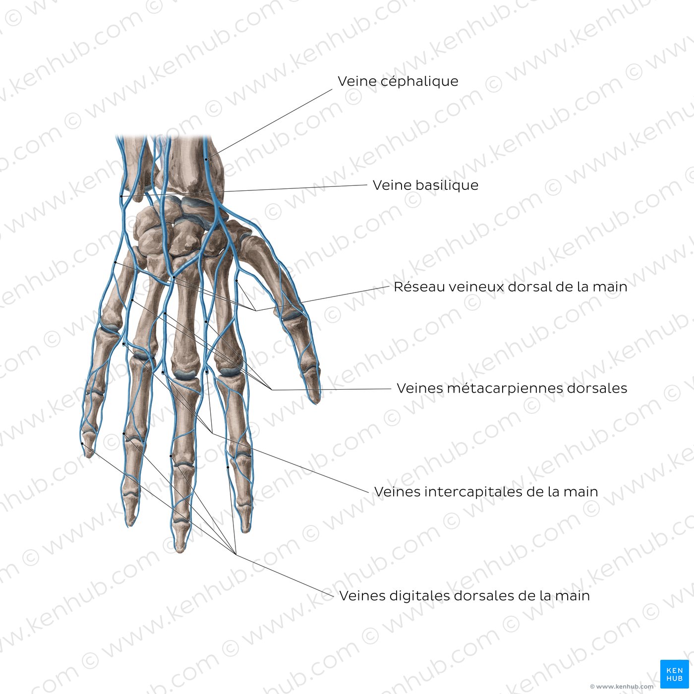 Anatomie de la main : os, muscles, artères et nerfs | Kenhub