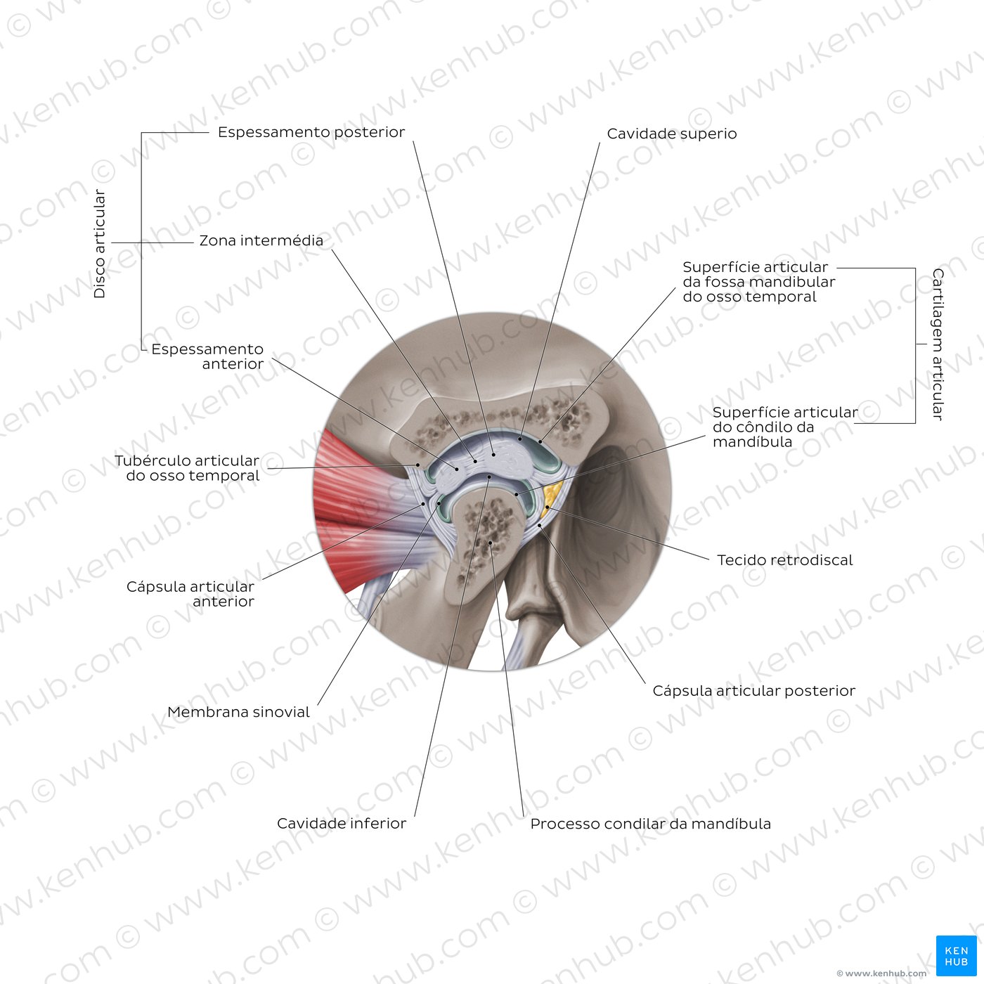 Articulação Temporomandibular (ATM) - Anatomia | Kenhub