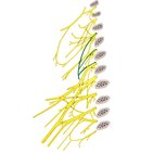 Video: Nerve roots of the phrenic nerve | Kenhub