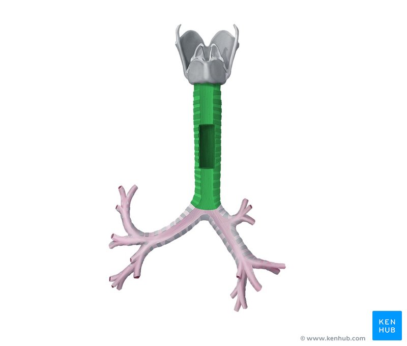Tráquea: Anatomía, irrigación, inervación y función | Kenhub
