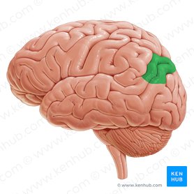 Lateral view of the brain: Anatomy and functions | Kenhub