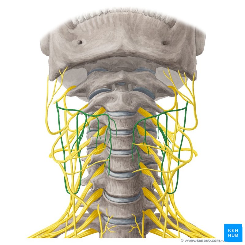 Ansa Cervicalis Anatomy And Function Kenhub
