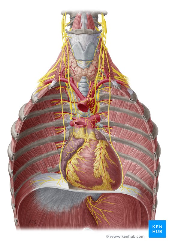 Anatomía del corazón: Estructura, válvulas, vasos | Kenhub