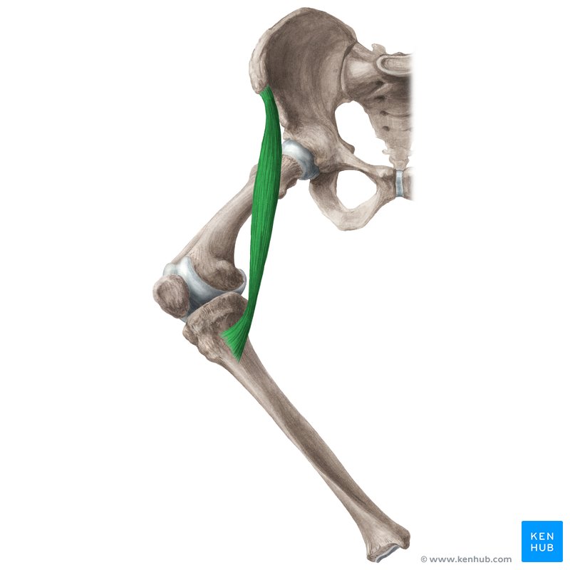 Sartorius muscle: Anatomy, attachments, function | Kenhub