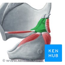 Arytenoid cartilage: Anatomy, location and function | Kenhub