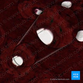 Bone: Histology, constituents and types | Kenhub