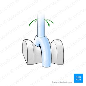 Types of joints: Anatomy and arthrology | Kenhub