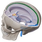 Video: Superior sagittal sinus | Kenhub