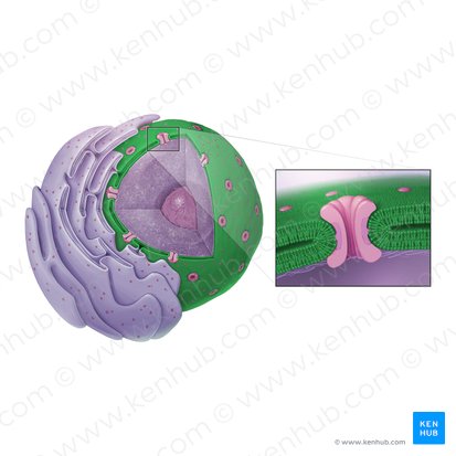 human cell nucleus diameter