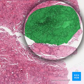 Thyroid gland: Anatomy, functions and hormones | Kenhub
