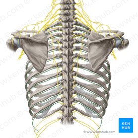Intercostal nerves: origin, course and function | Kenhub