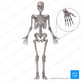 Metacarpophalangeal (MCP) joints: Bones and ligaments | Kenhub