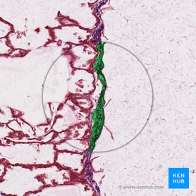 Types of tissue: Structure and function | Kenhub