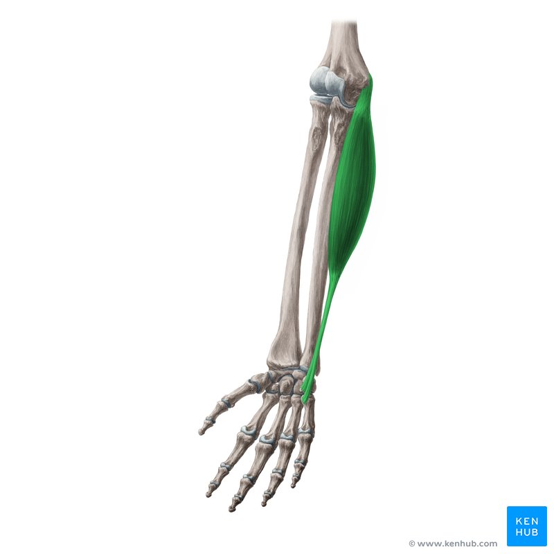 Flexor Carpi Ulnaris Origininsertioninnervationaction Kenhub