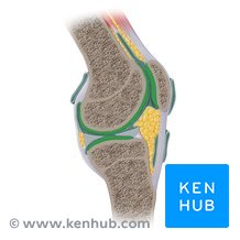 articular contours